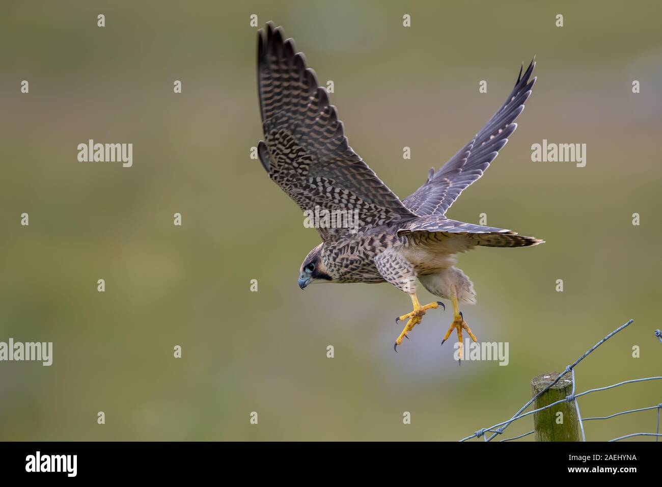 Peregrine Falcon Flying Stock Photo - Alamy