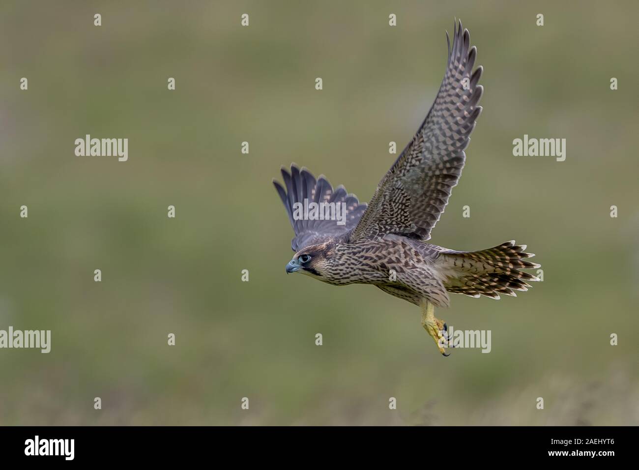 Peregrine Falcon Flying Stock Photo - Alamy