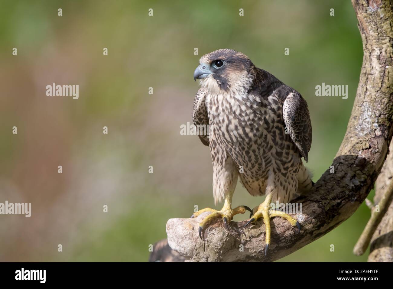 Peregrine Falcon Perched Stock Photo - Alamy