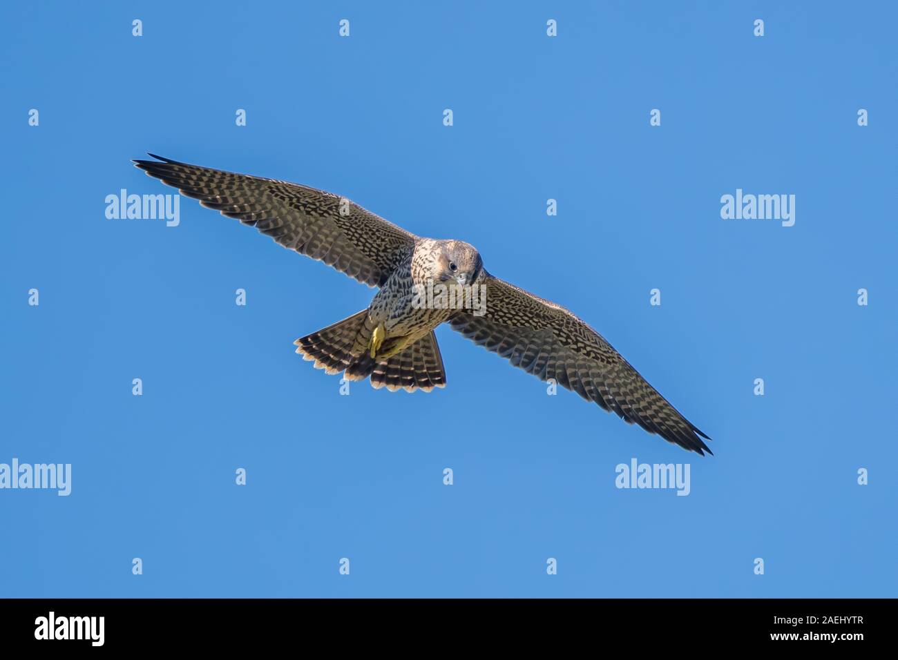 Peregrine Falcon Flying Stock Photo - Alamy