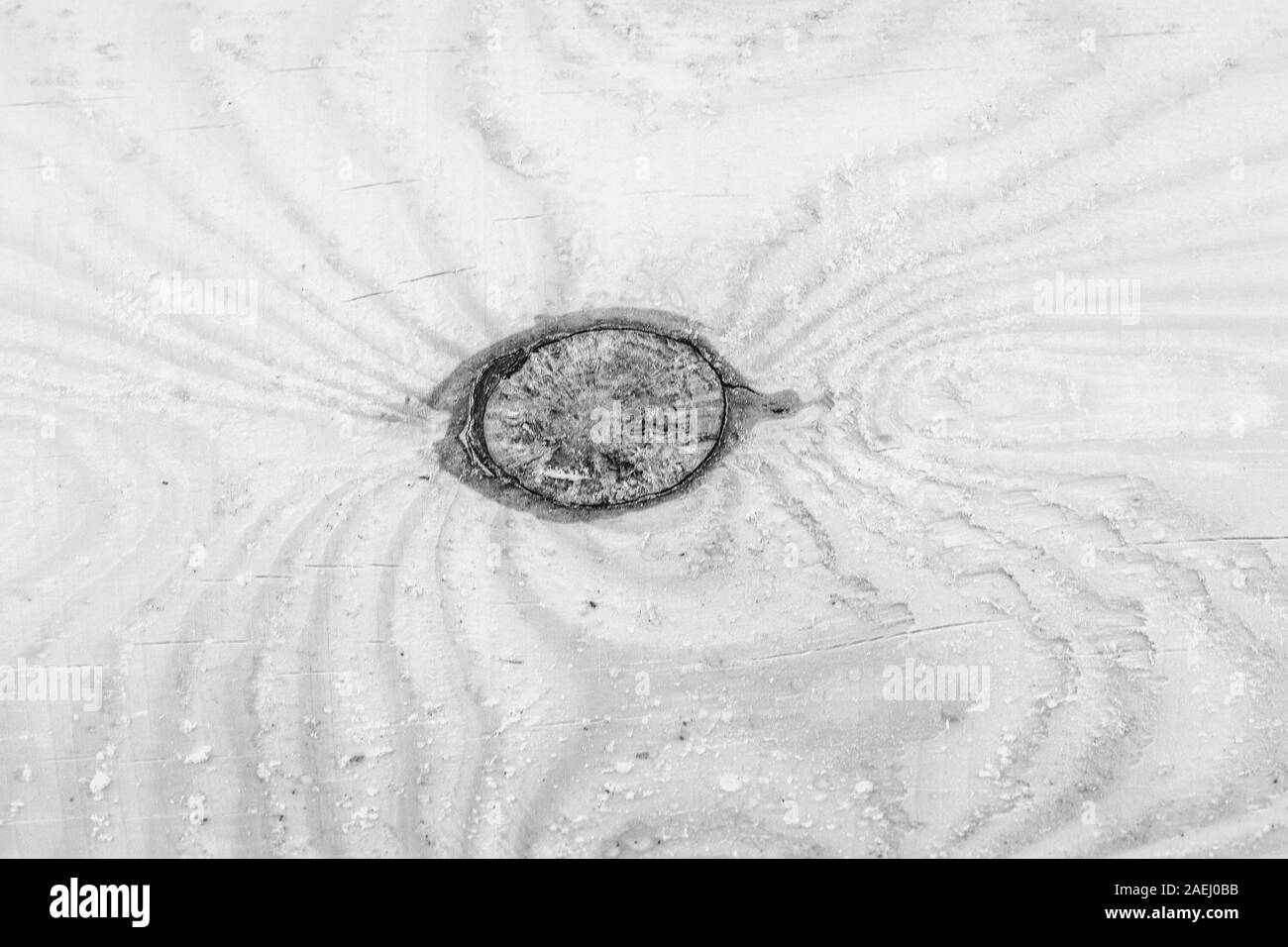 White wooden log as a background texture for design. Monochrome Stock ...