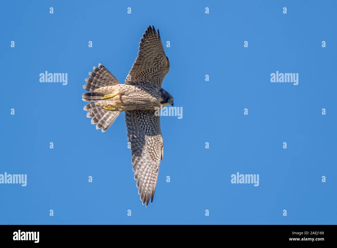 Peregrine Falcon Flying Stock Photo - Alamy