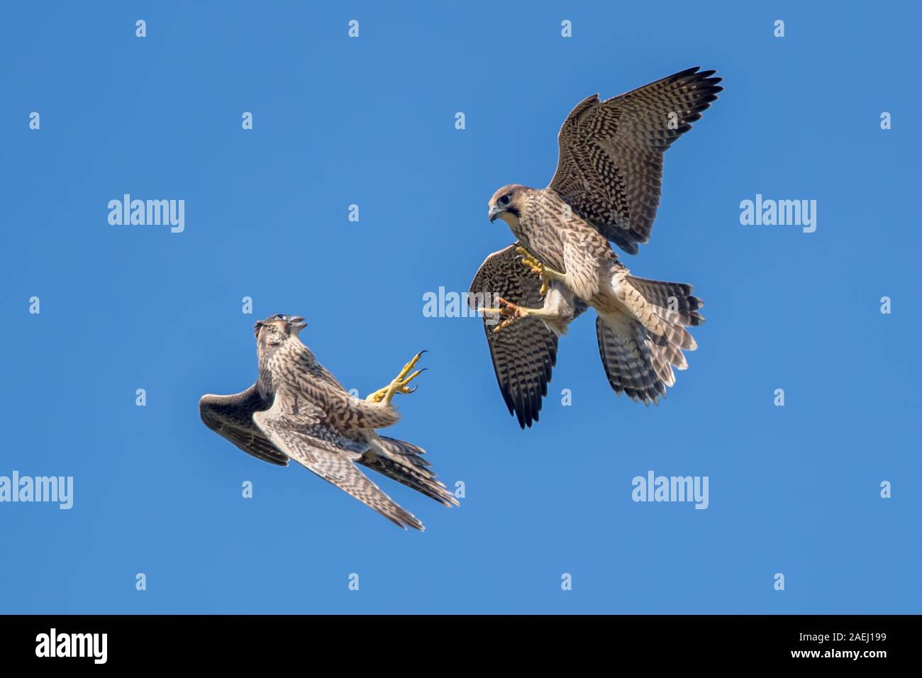 Peregrine Falcon Flying and Fighting Stock Photo - Alamy