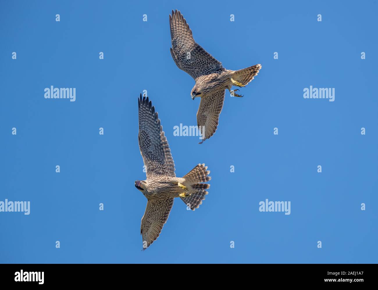 Peregrine Falcon Flying and Fighting Stock Photo - Alamy