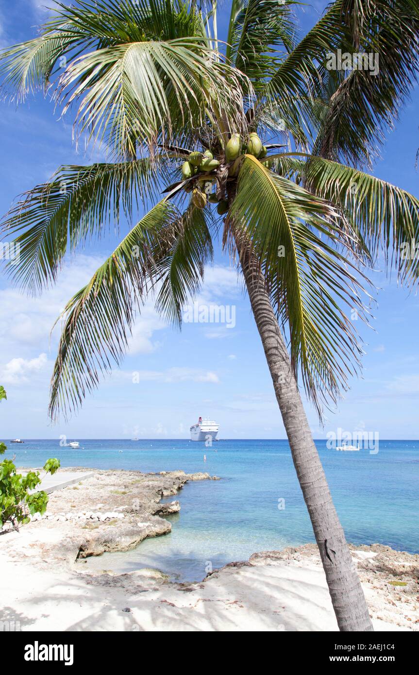 The palm tree on a beach of George Town on Grand Cayman island (Cayman ...