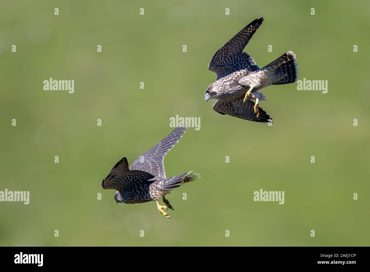 Peregrine Falcon Flying and Fighting Stock Photo - Alamy