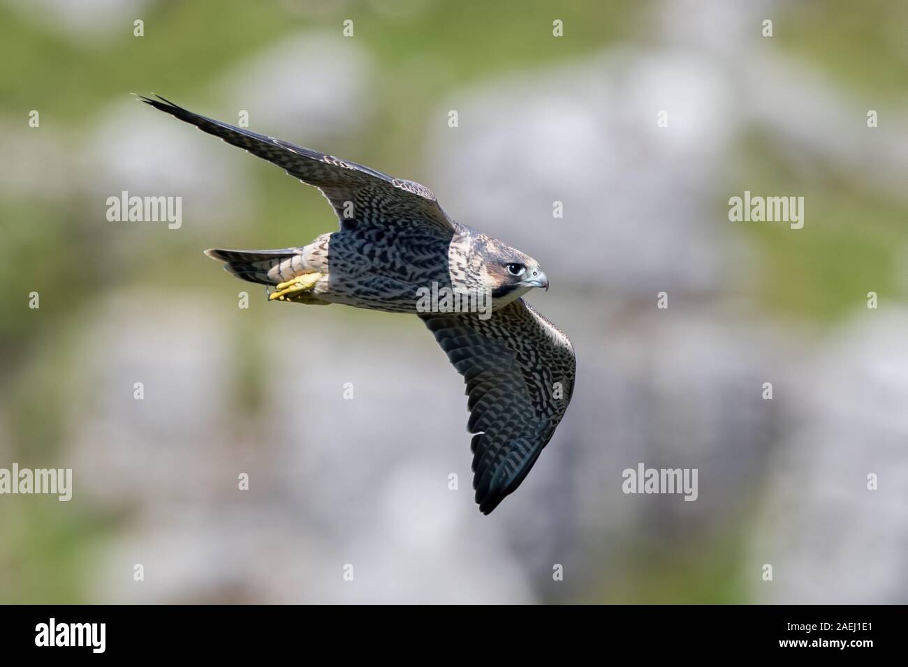Peregrine Falcon Flying Stock Photo - Alamy