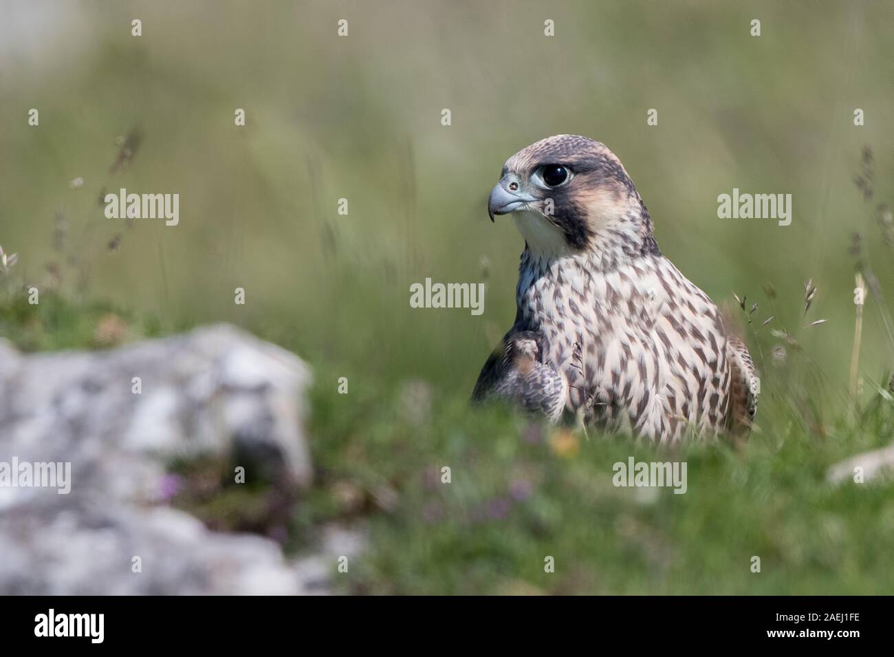 Falcon on grass hi-res stock photography and images - Alamy