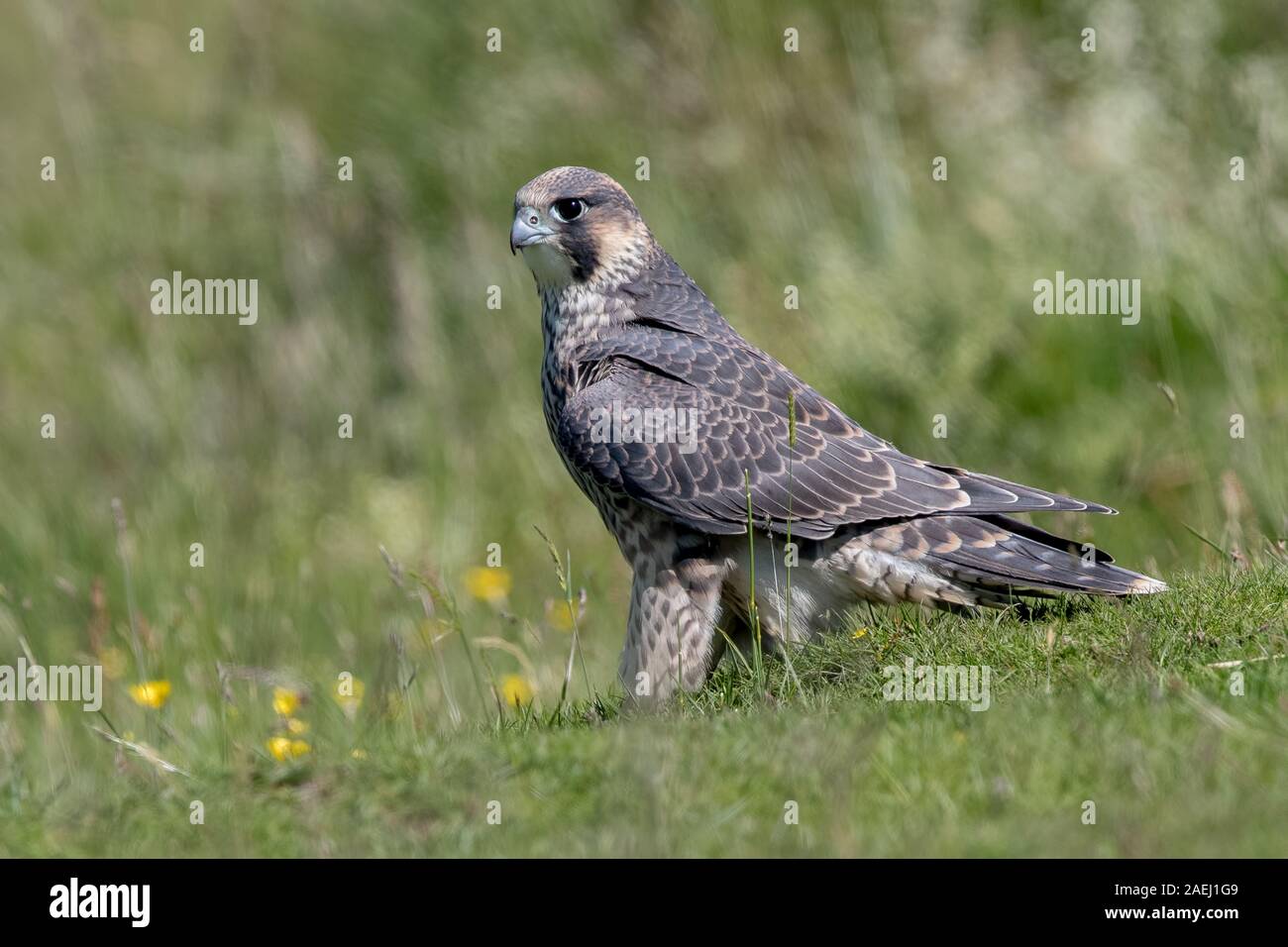 Peregrine Falcon on Grass Stock Photo - Alamy