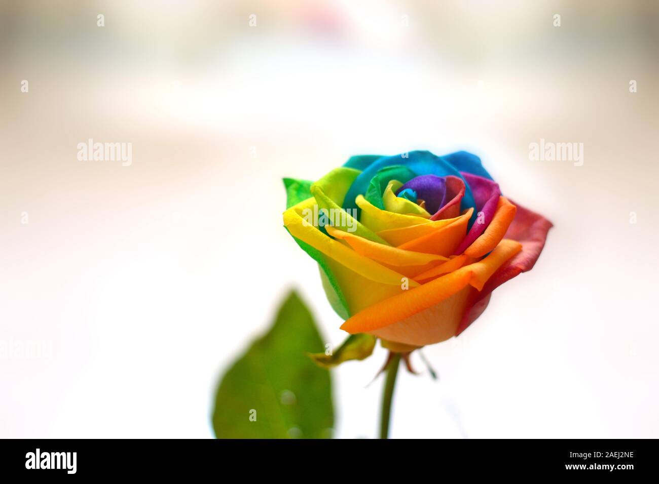 Rainbow Roses Hd