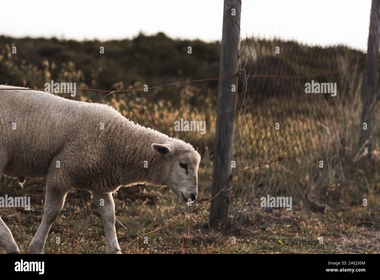 Baby sheep crossing farm boundaries. White lamb and farm fence. Sheep ...