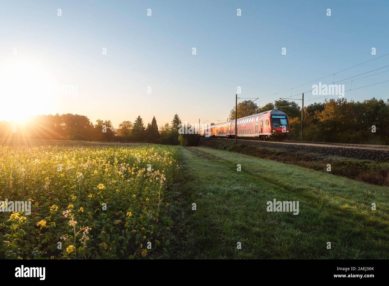 German regional train and rapeseed field at sunrise. Passenger train ...