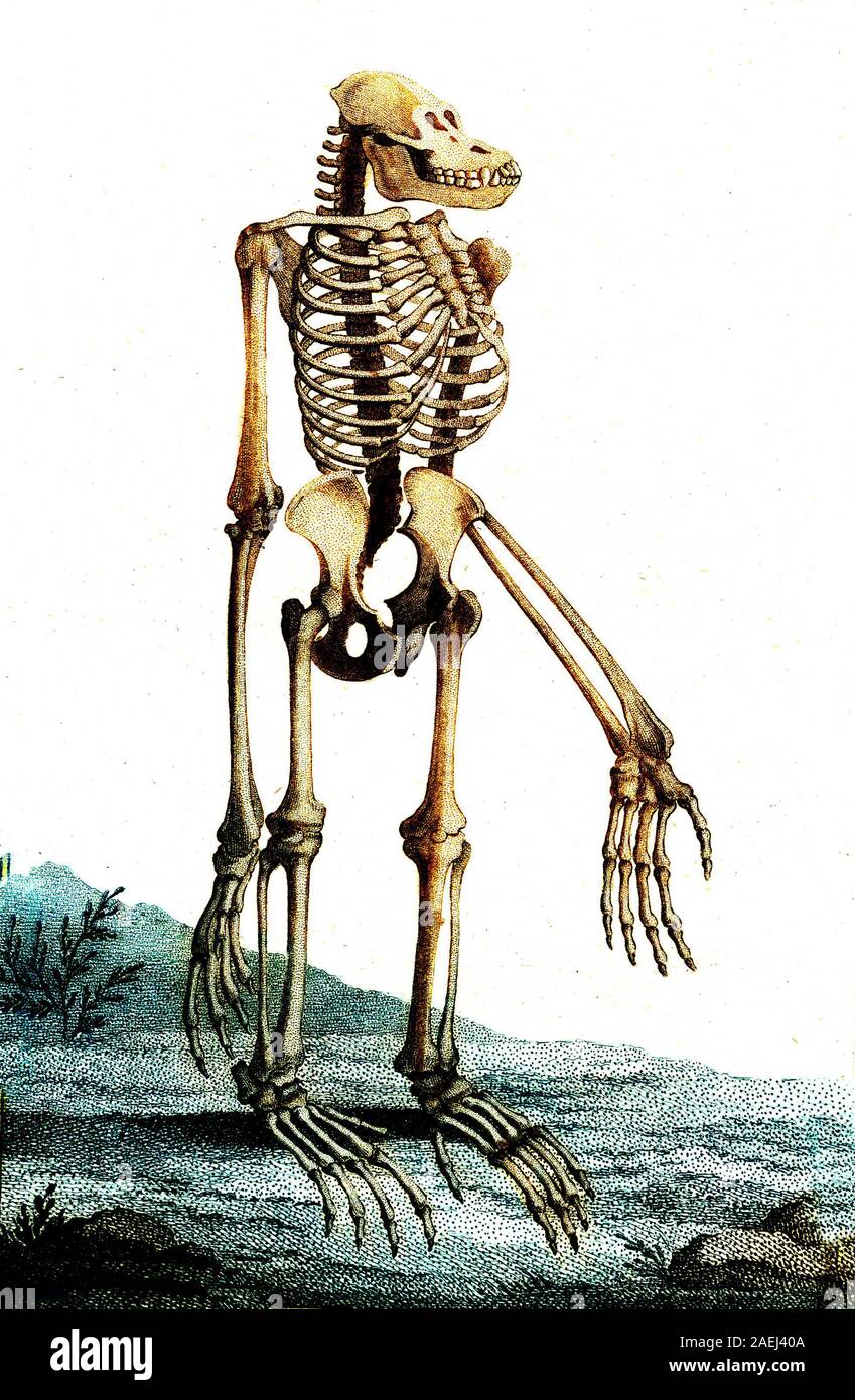 Orangutan Reproduction High Resolution Stock Photography and Images - Alamy