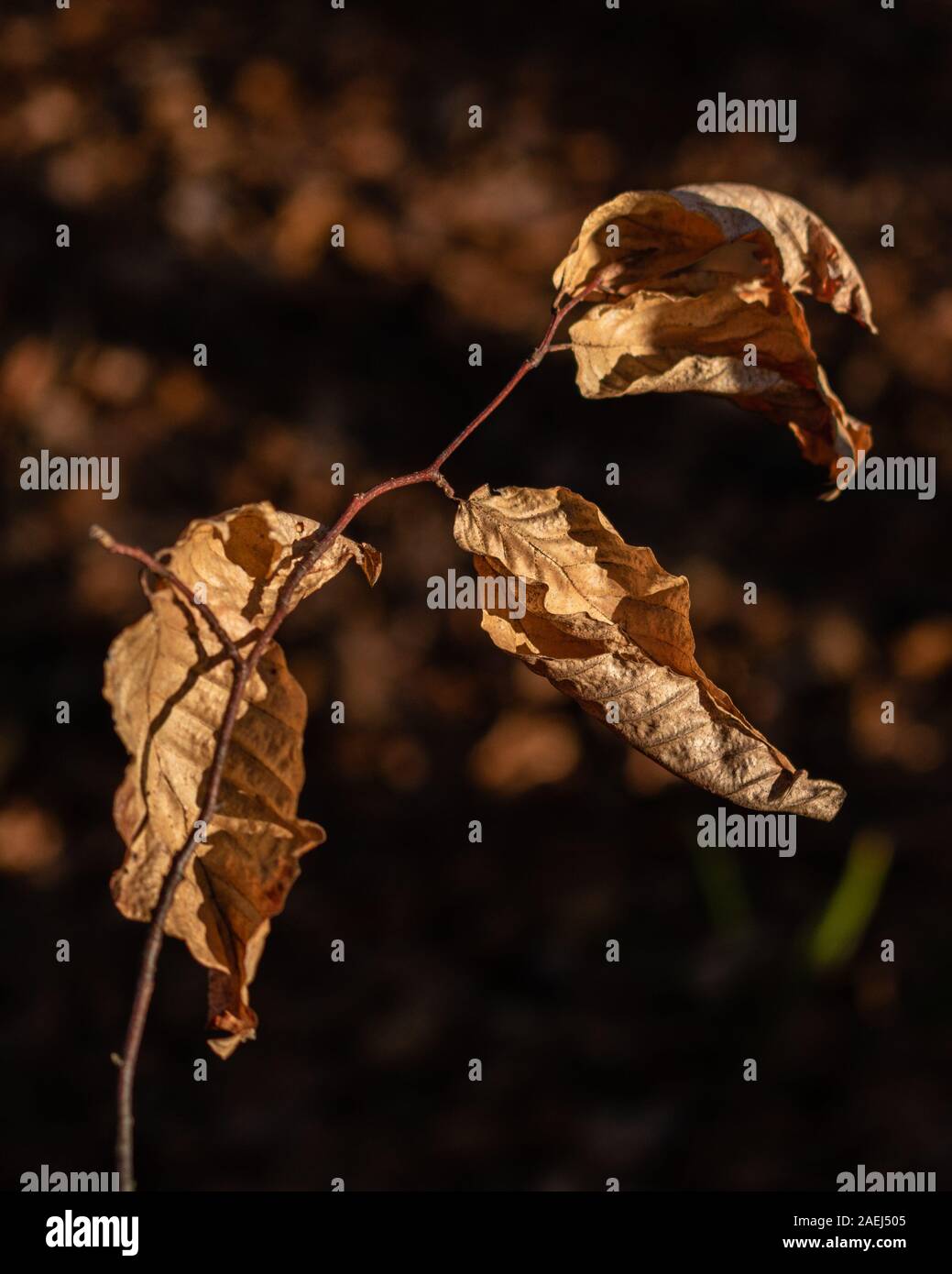 Local forest hi-res stock photography and images - Alamy