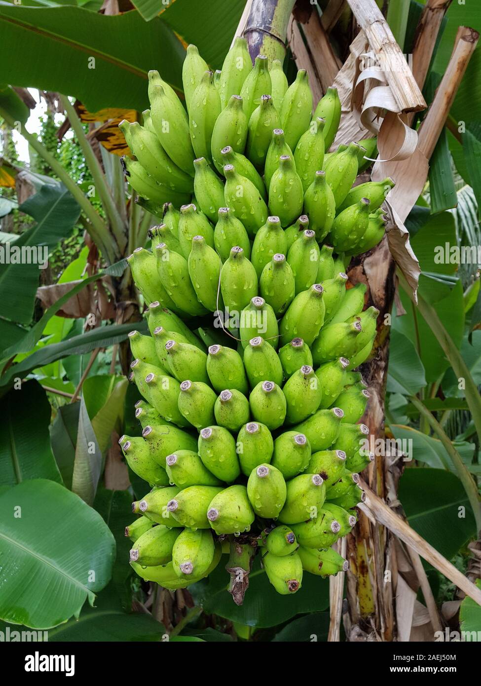 A branch of green bananas hanging on a banana tree. Bunch of bananas ...