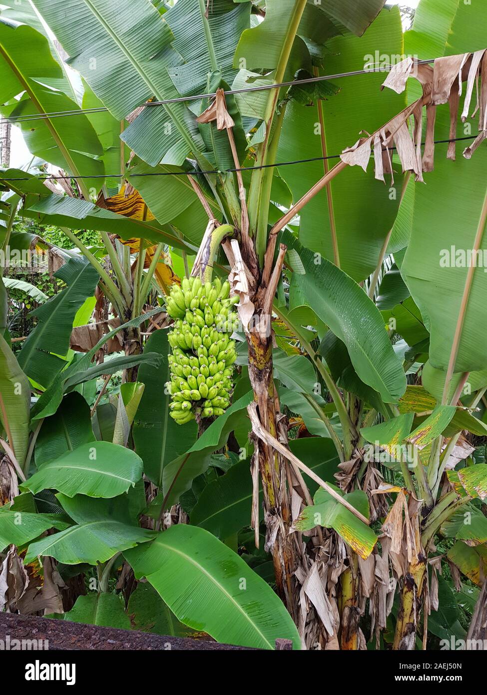 A branch of green bananas hanging on a banana tree. Bunch of bananas ...
