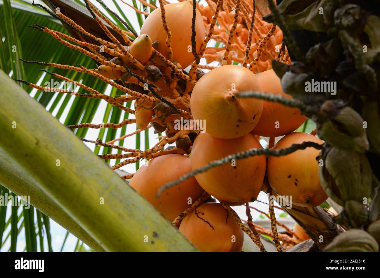 Ripe orange coconuts on a coconut tree. Coconut bunch growing on a palm ...