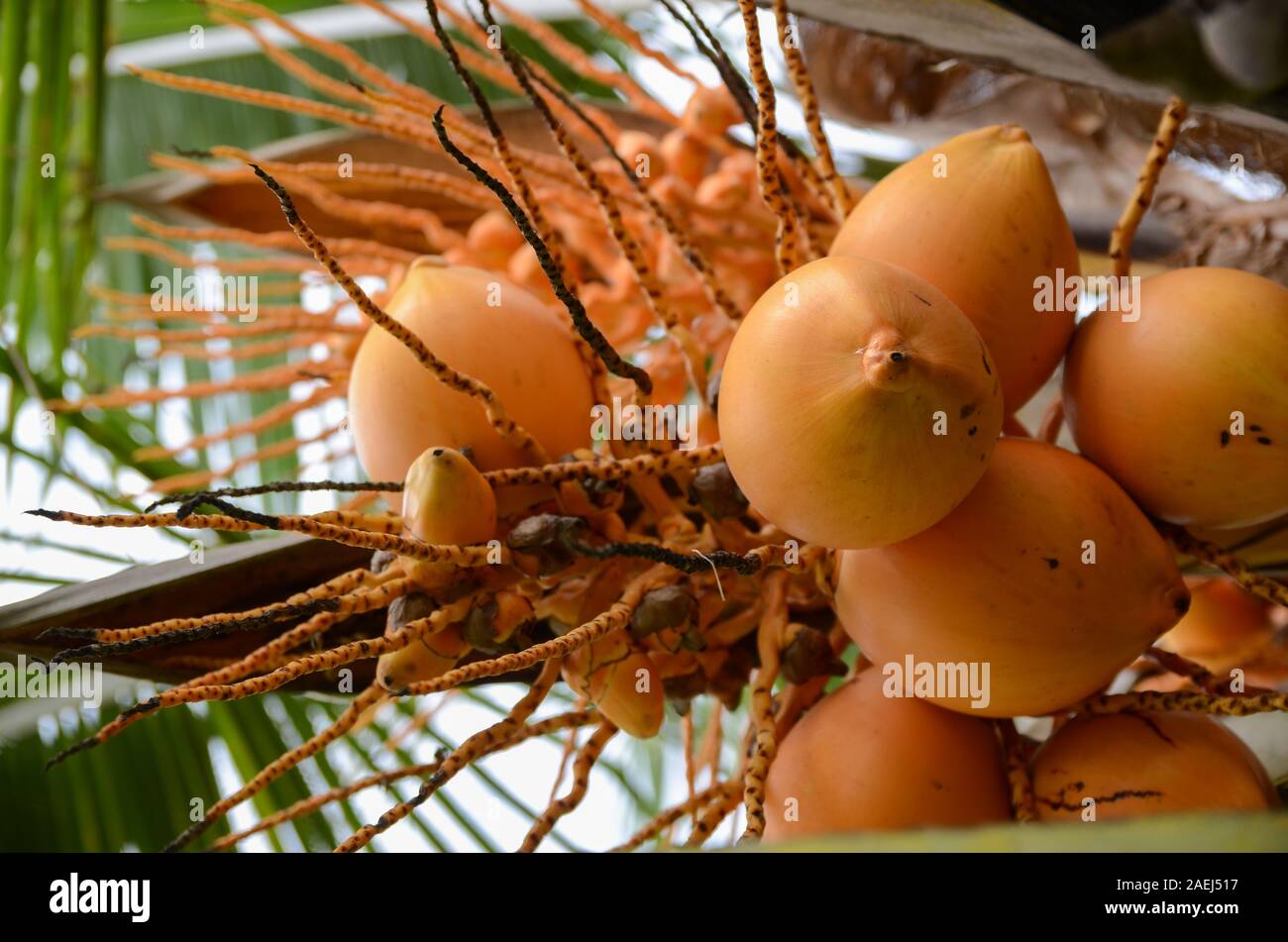 Orange and coconut hi-res stock photography and images - Alamy