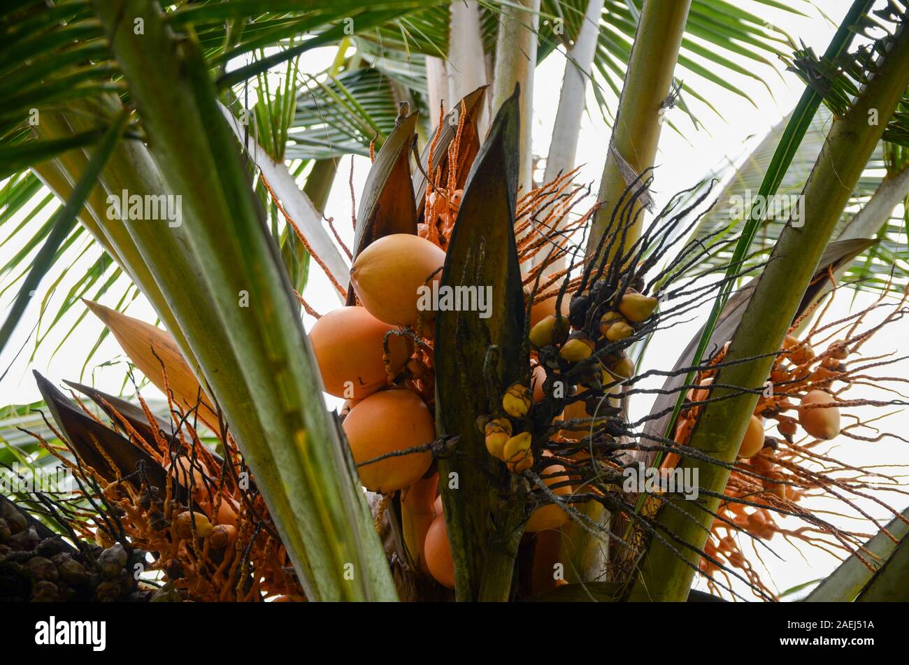 Ripe orange coconuts on a coconut tree. Coconut bunch growing on a palm ...