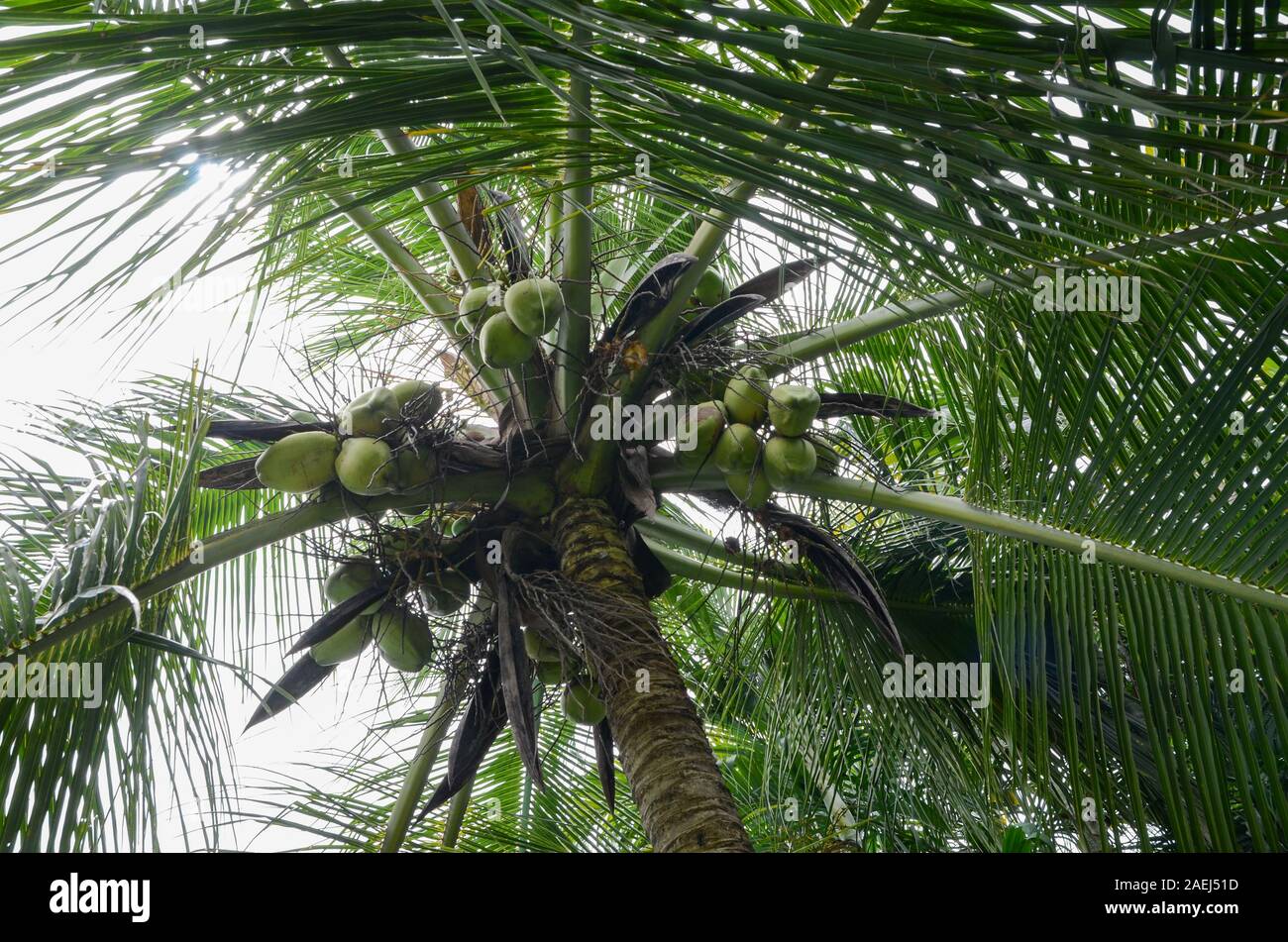 Green coconuts on a coconut tree. Coconut bunch growing on a palm tree ...