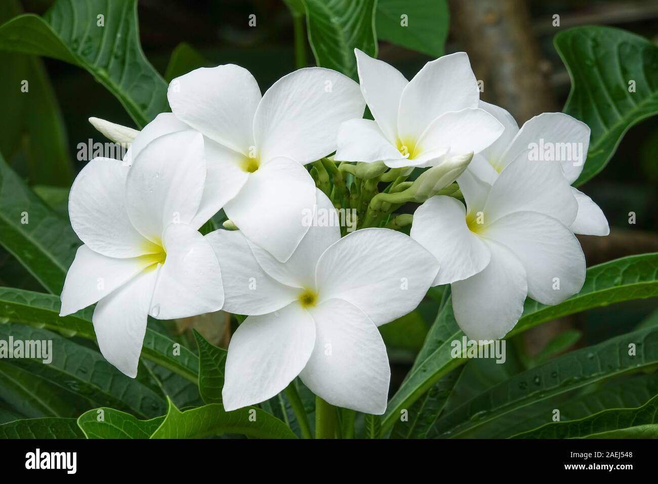 Champa flower hi-res stock photography and images - Alamy