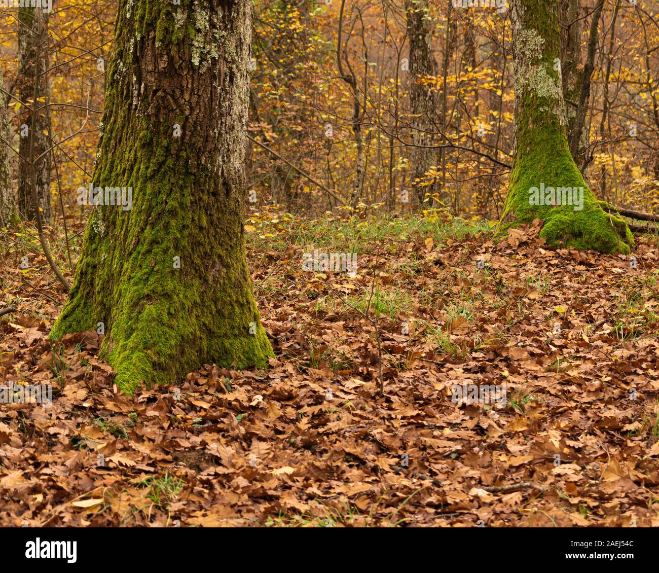 photo of trees that look like giant legs Stock Photo - Alamy