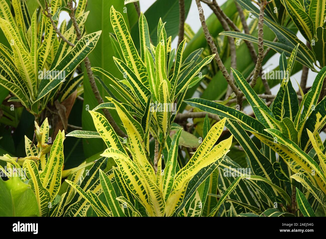 Green and yellow croton plant in a tropical garden. Colorful leaves of ...