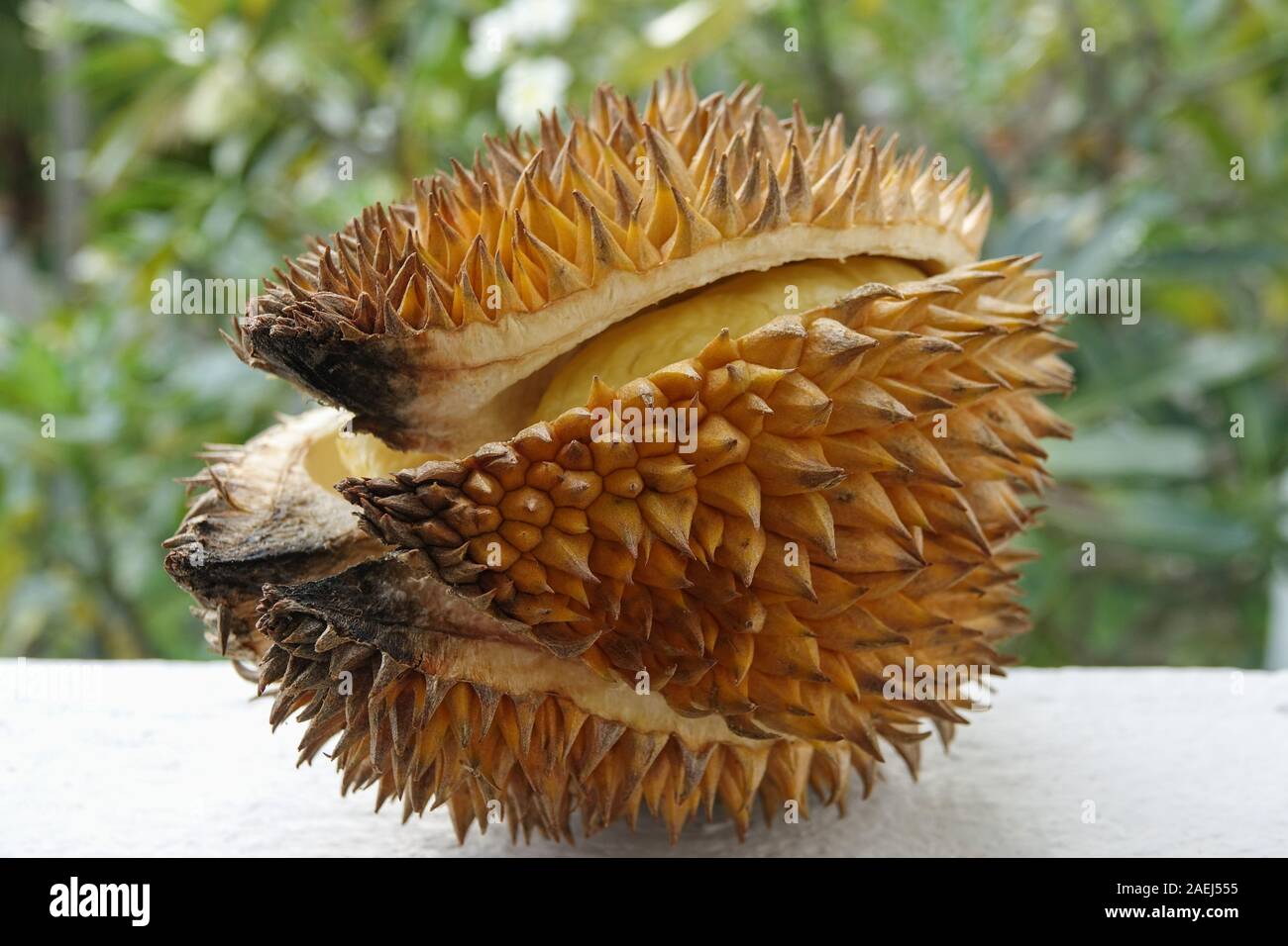 Spiky yellow fruit hi-res stock photography and images - Alamy