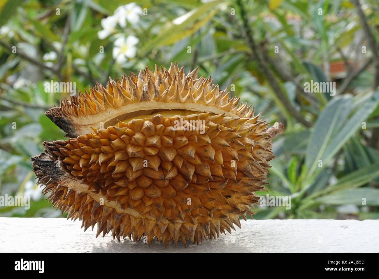 Durian texture hi-res stock photography and images - Alamy