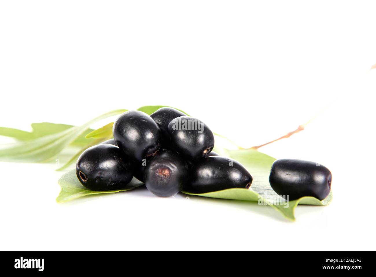 Jambolan plum or Java plum (Syzygium cumini Stock Photo - Alamy