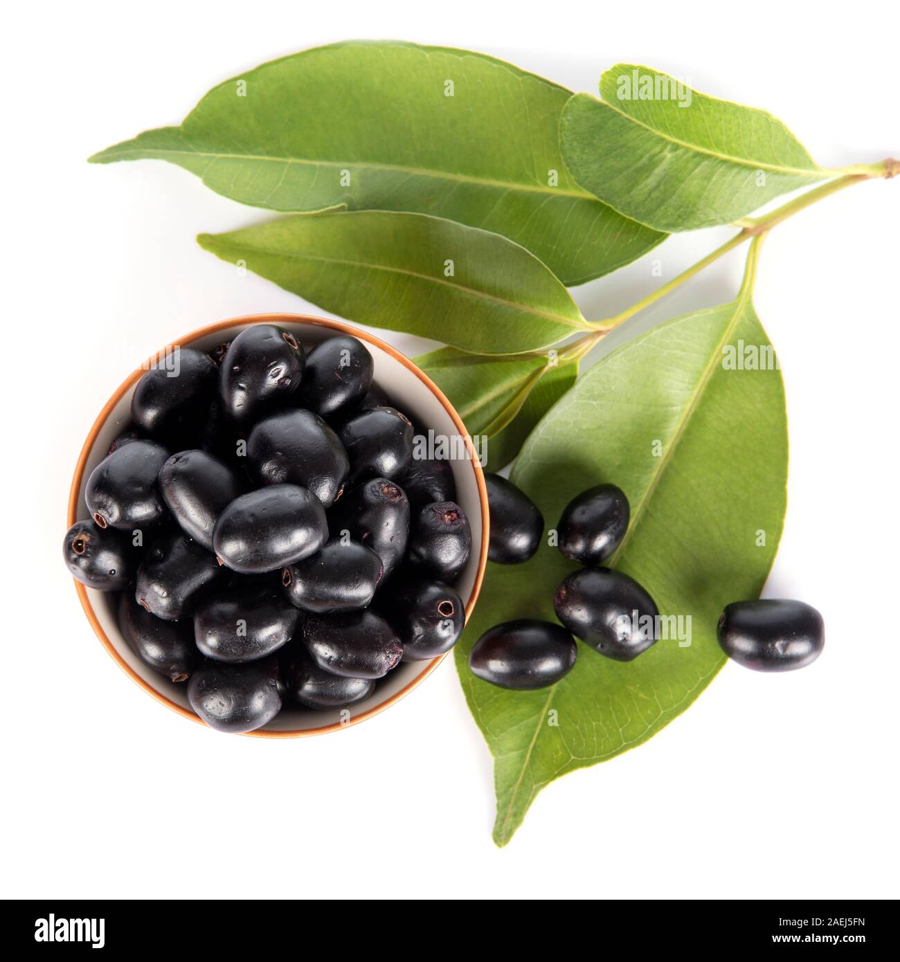 Jambolan plum or Java plum (Syzygium cumini Stock Photo - Alamy