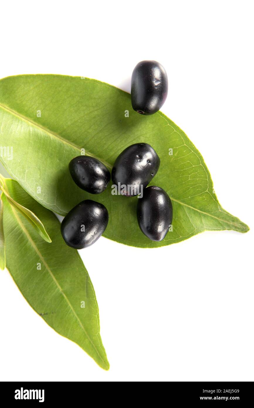 Jambolan plum or Java plum (Syzygium cumini Stock Photo - Alamy