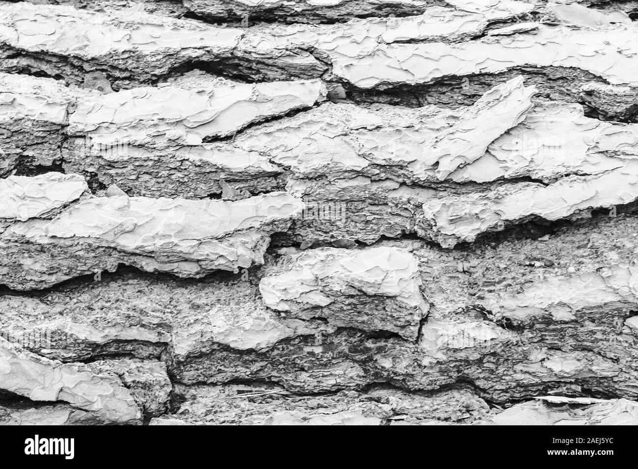 Monochrome bark of pine tree texture. Abstract background for design ...