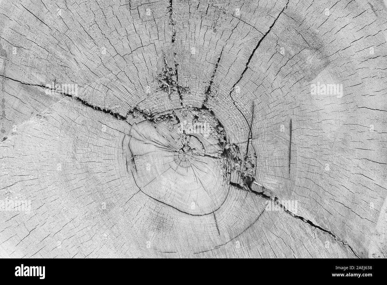Monochrome cross section log texture. Abstract background for design ...