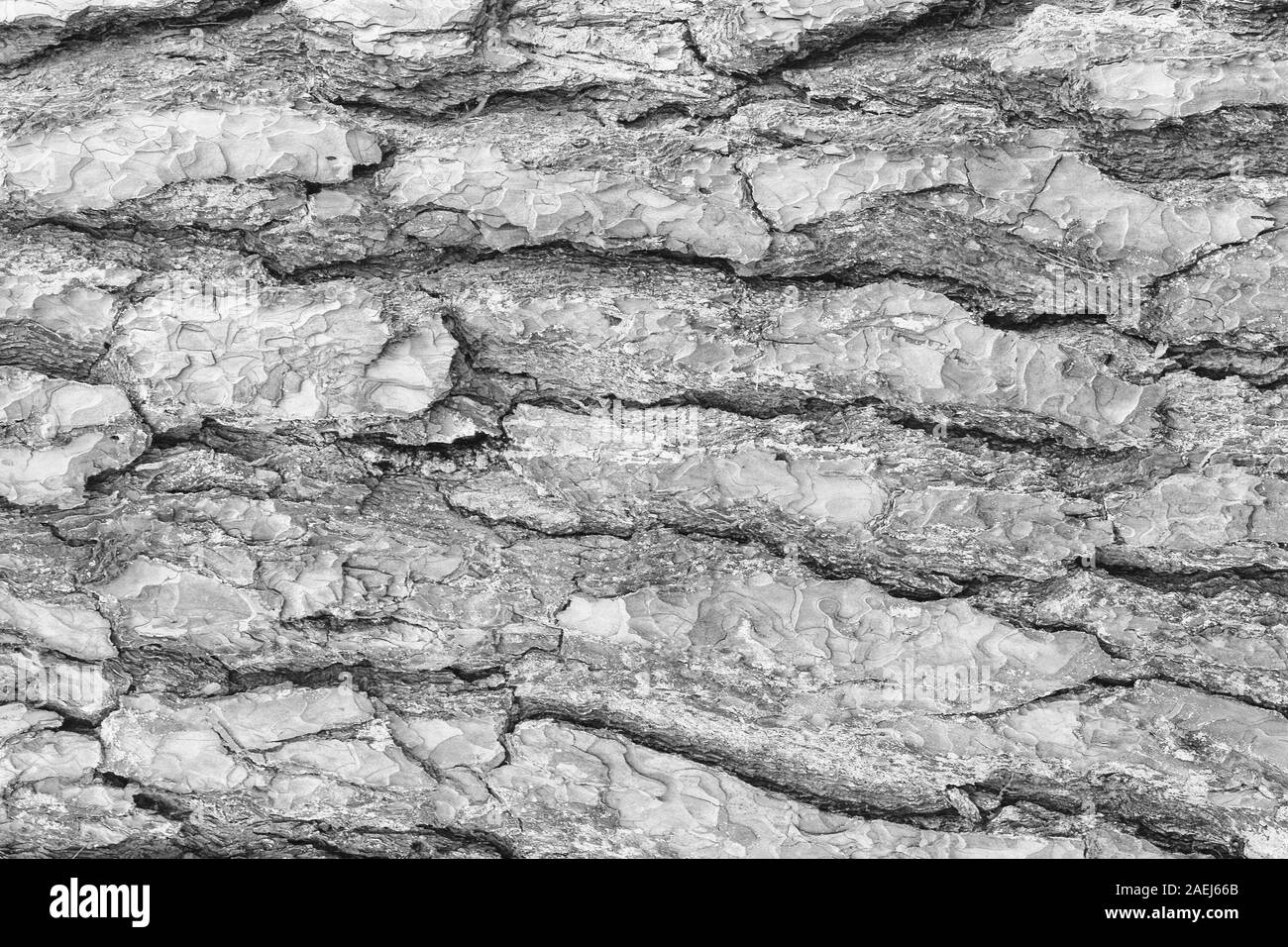 Monochrome bark of pine tree texture. Abstract background for design ...