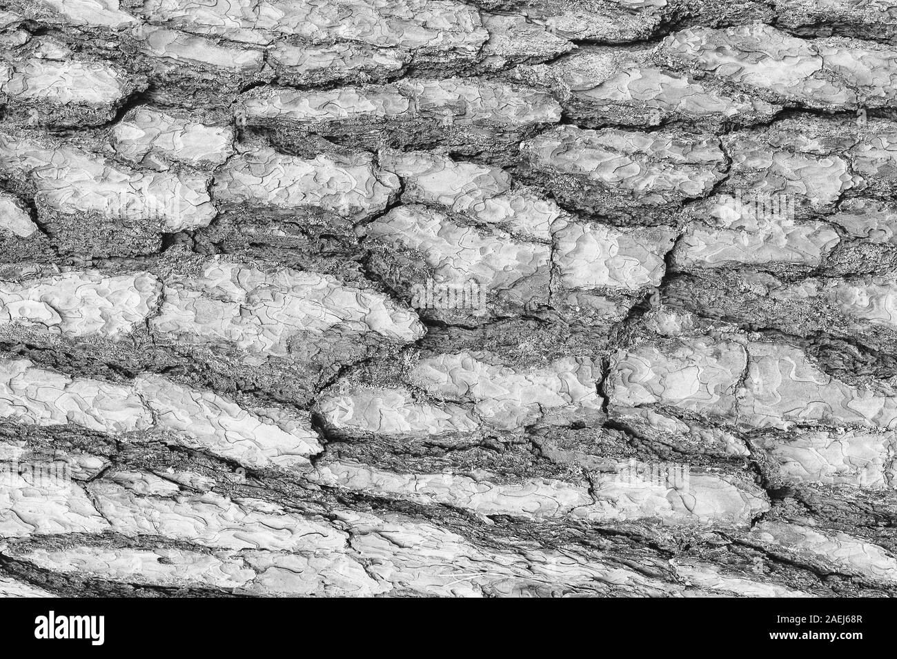 Monochrome bark of pine tree texture. Abstract background for design ...