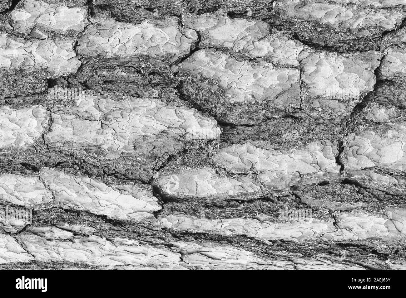 Monochrome bark of pine tree texture. Abstract background for design ...