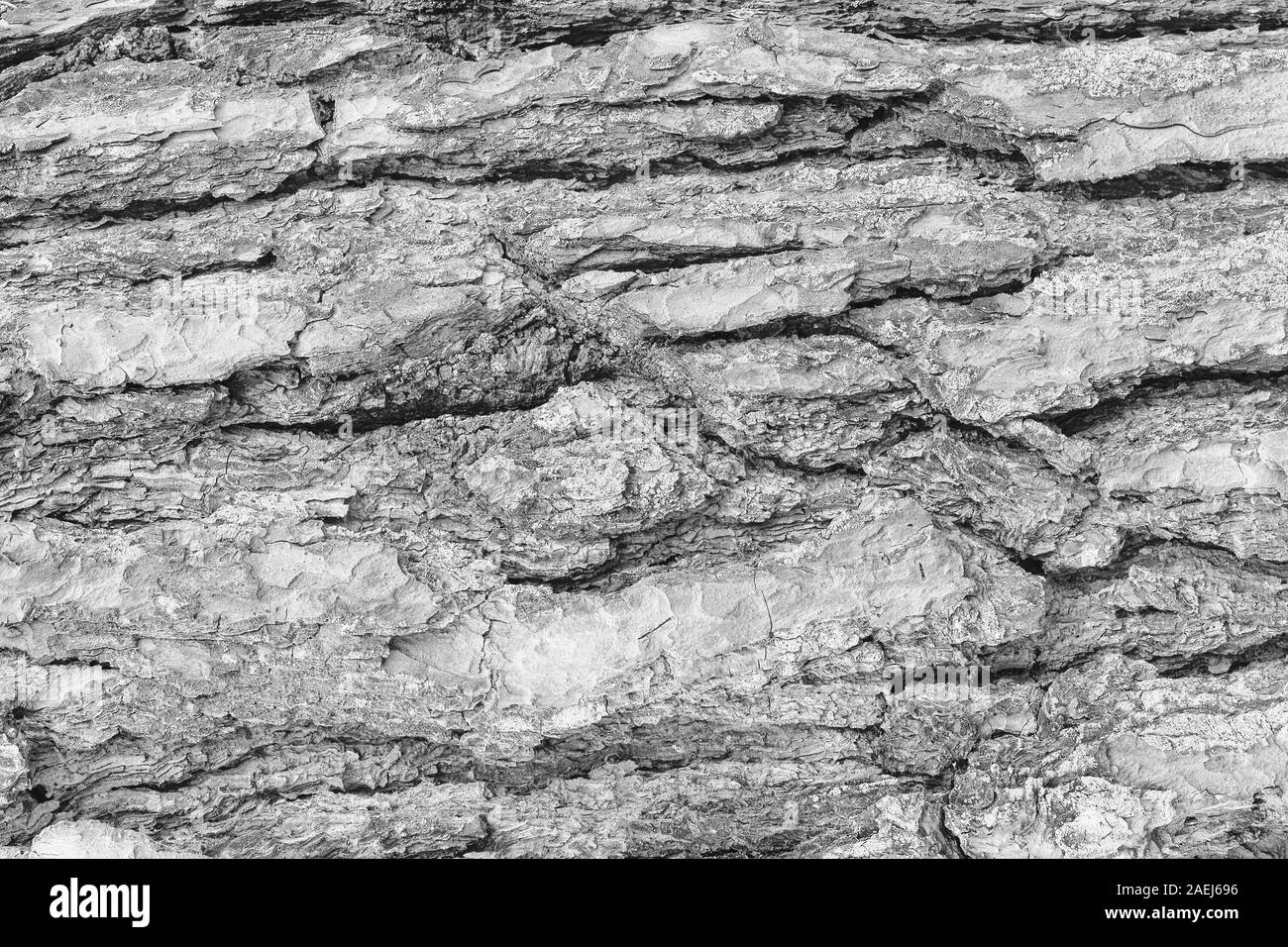 Monochrome bark of pine tree texture. Abstract background for design ...
