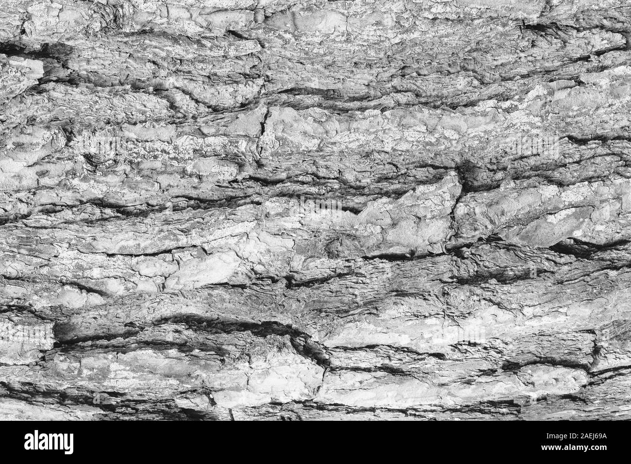 Monochrome bark of pine tree texture. Abstract background for design ...