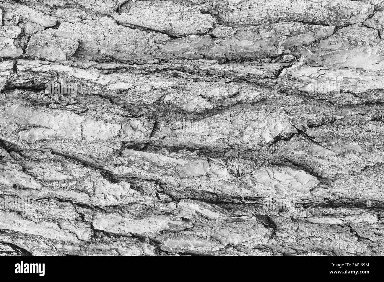 Monochrome bark of pine tree texture. Abstract background for design ...
