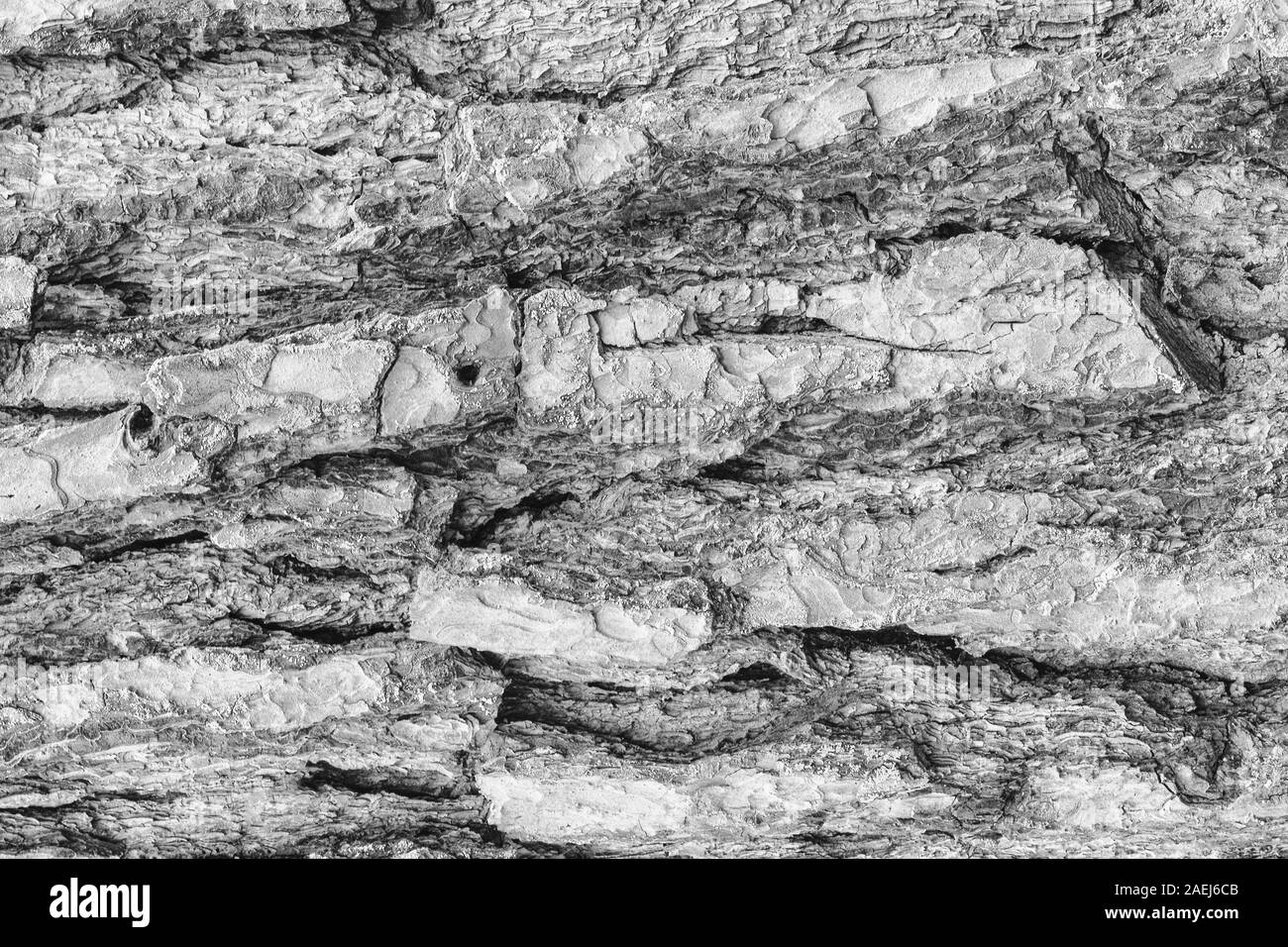 Monochrome bark of pine tree texture. Abstract background for design ...