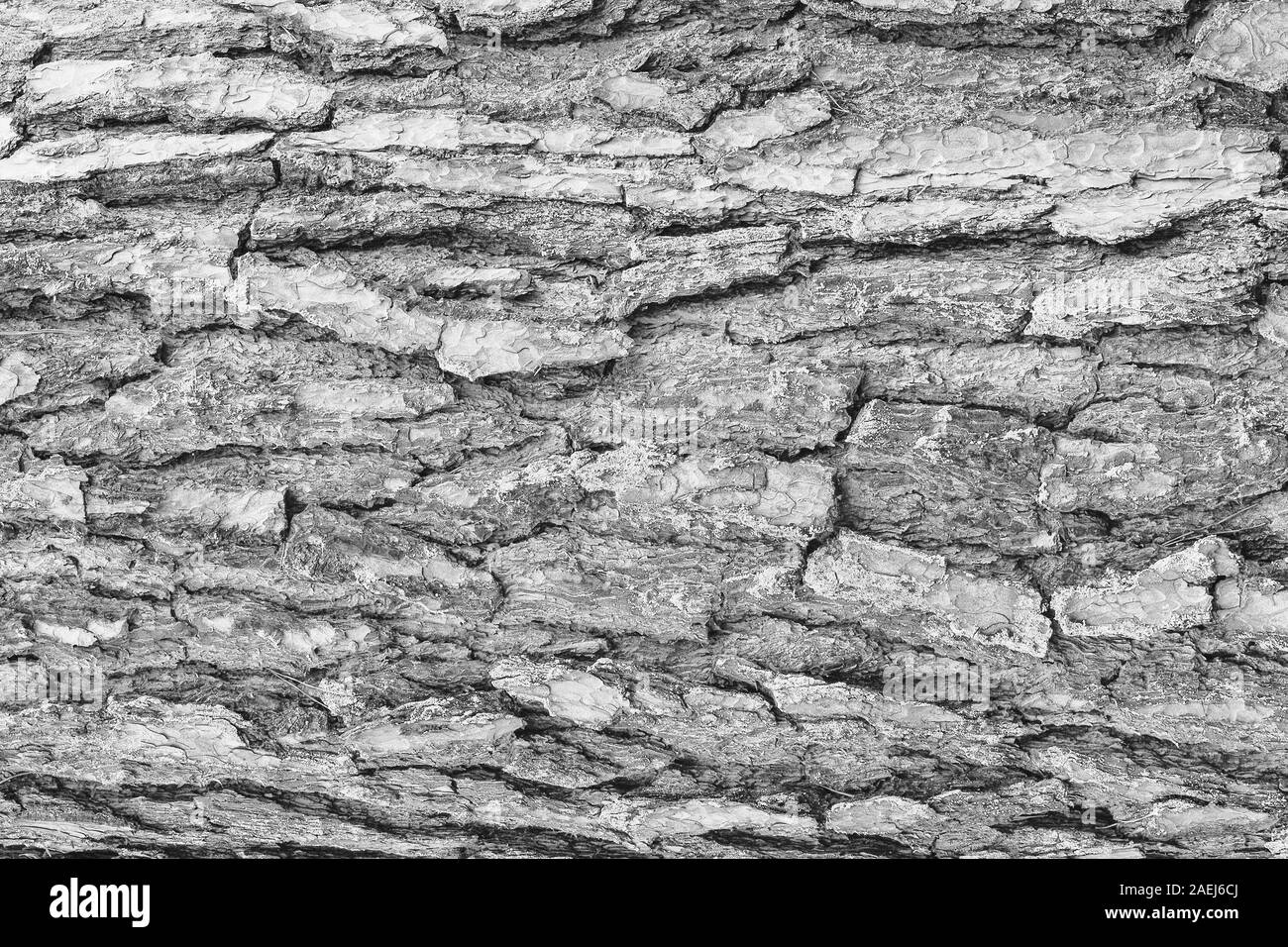 Monochrome bark of pine tree texture. Abstract background for design ...