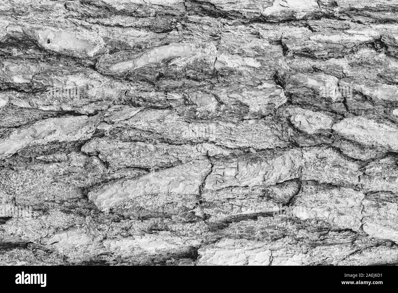 Monochrome bark of pine tree texture. Abstract background for design ...