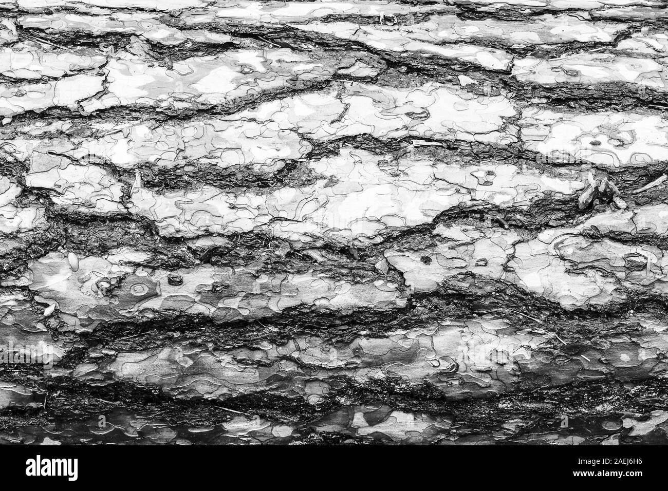 Monochrome bark of pine tree texture. Abstract background for design ...