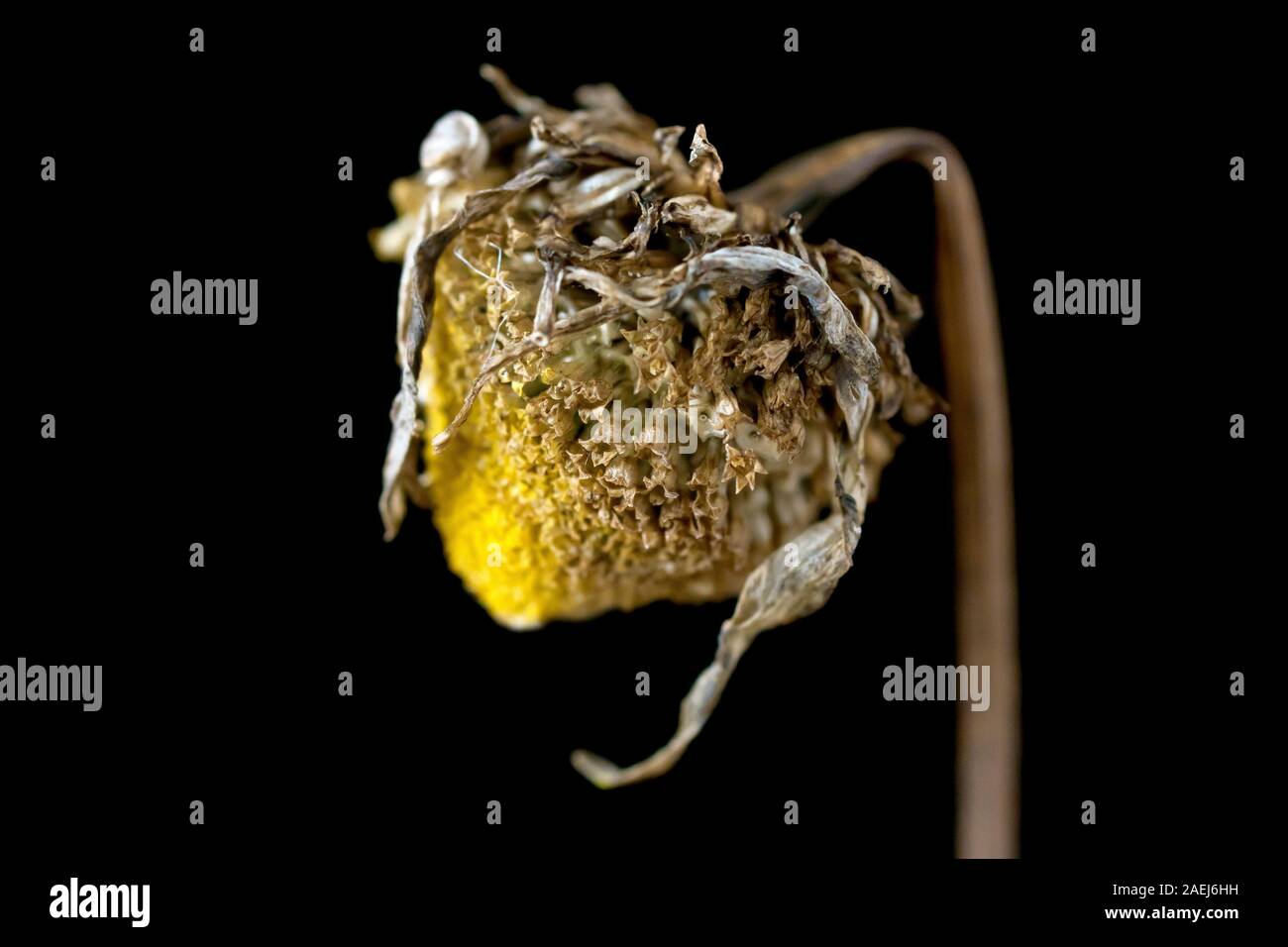 Flower dying hi-res stock photography and images - Alamy