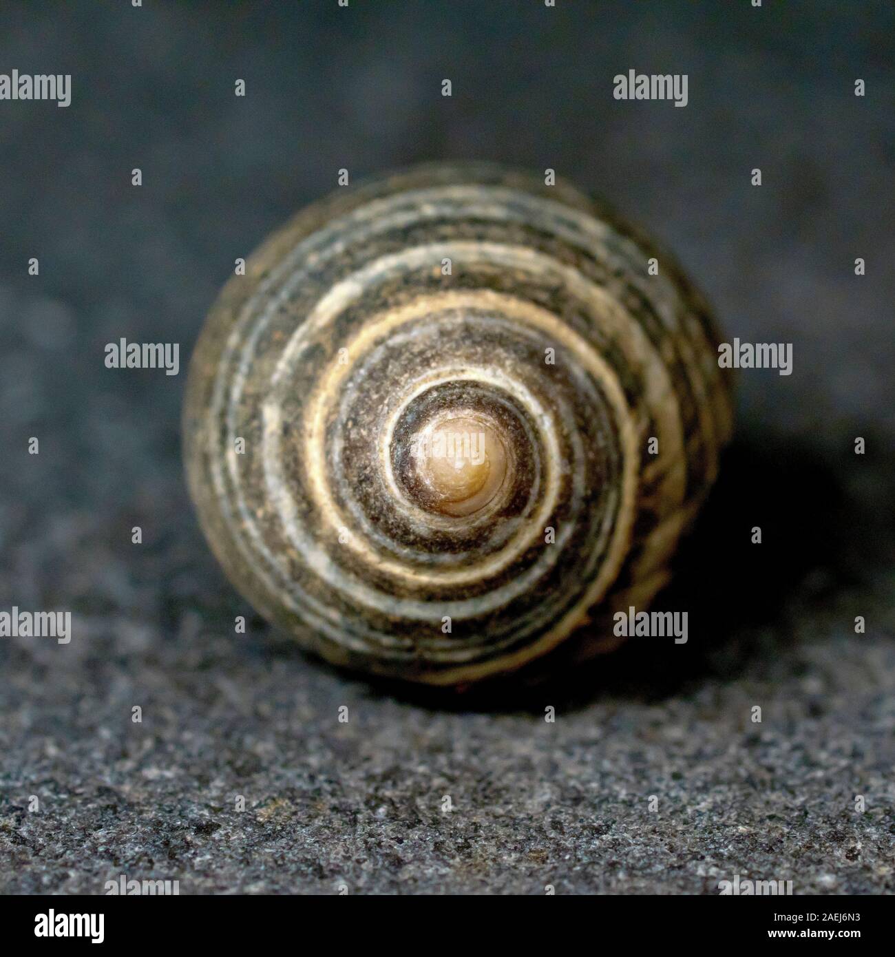 Whorled shell hi-res stock photography and images - Alamy