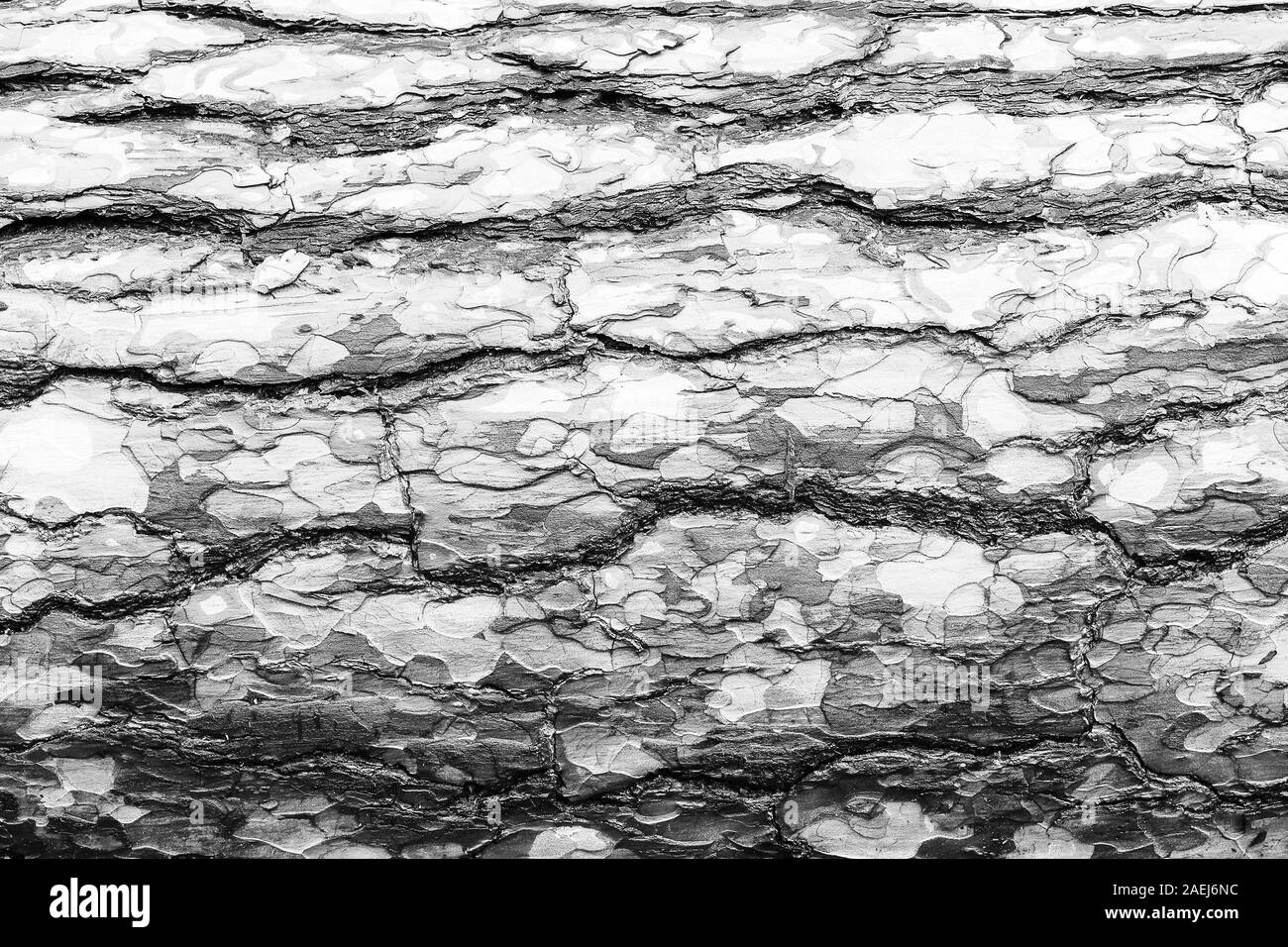 Monochrome bark of pine tree texture. Abstract background for design ...