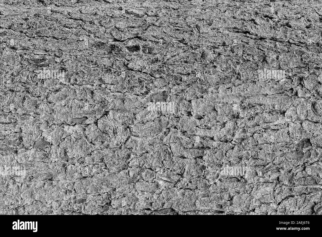 Monochrome bark of spruce tree texture. Abstract background for design ...