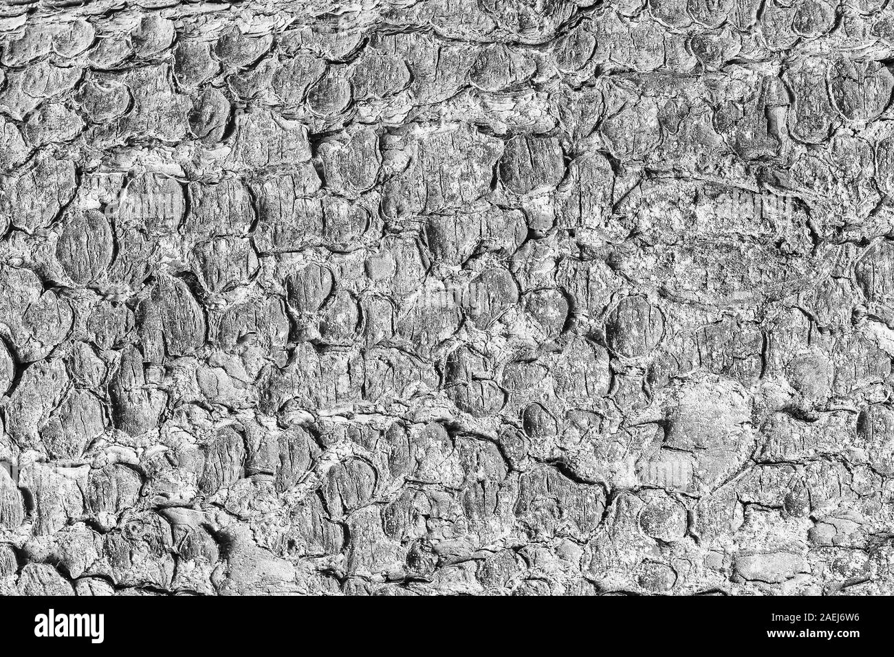 Monochrome bark of spruce tree texture. Abstract background for design ...