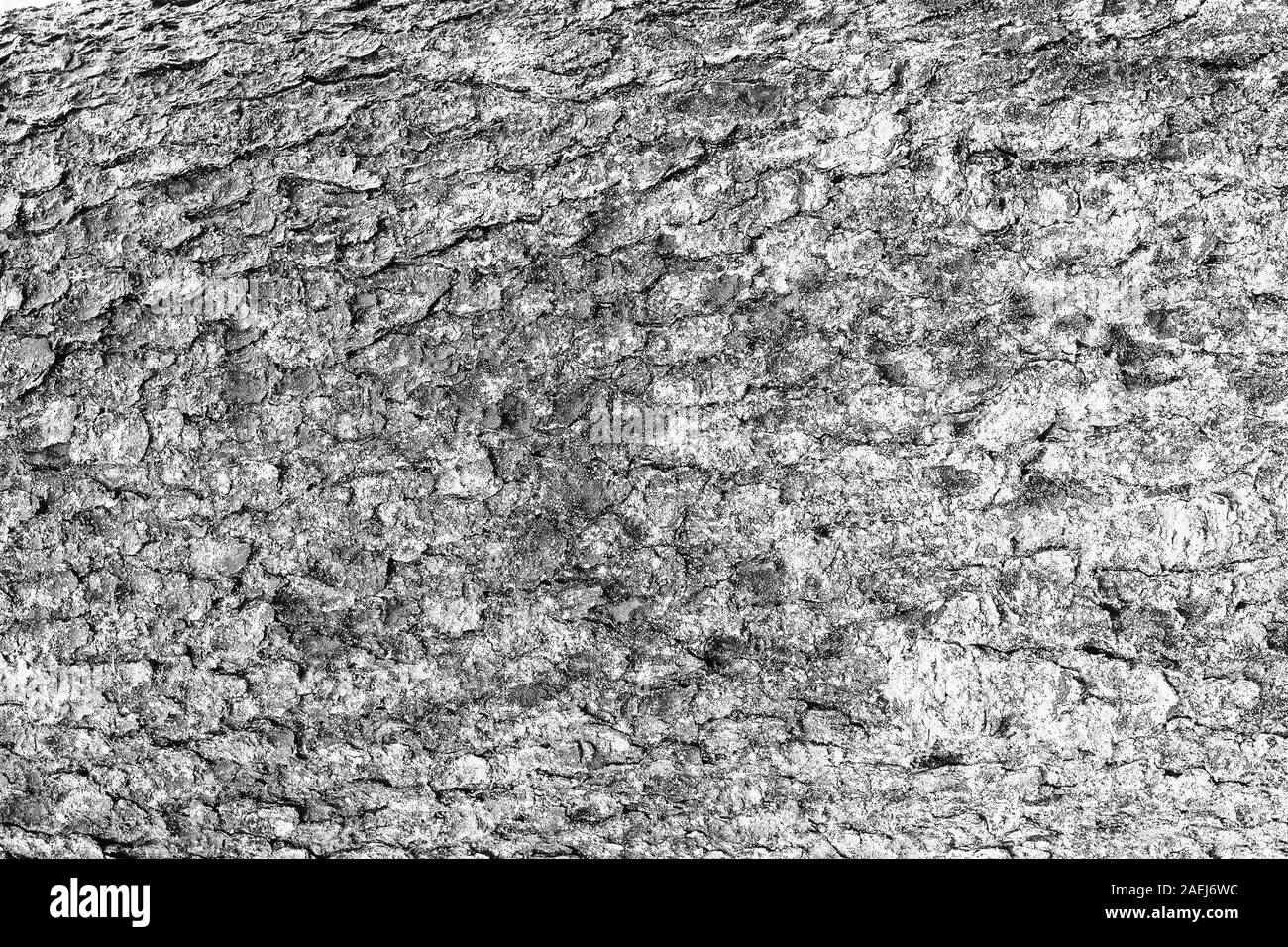 Monochrome bark of spruce tree texture. Abstract background for design ...